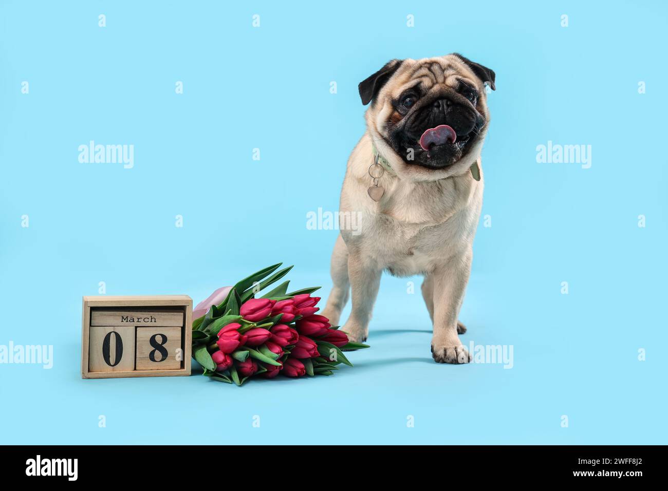 Cute pug dog with tulips and cube calendar on blue background ...