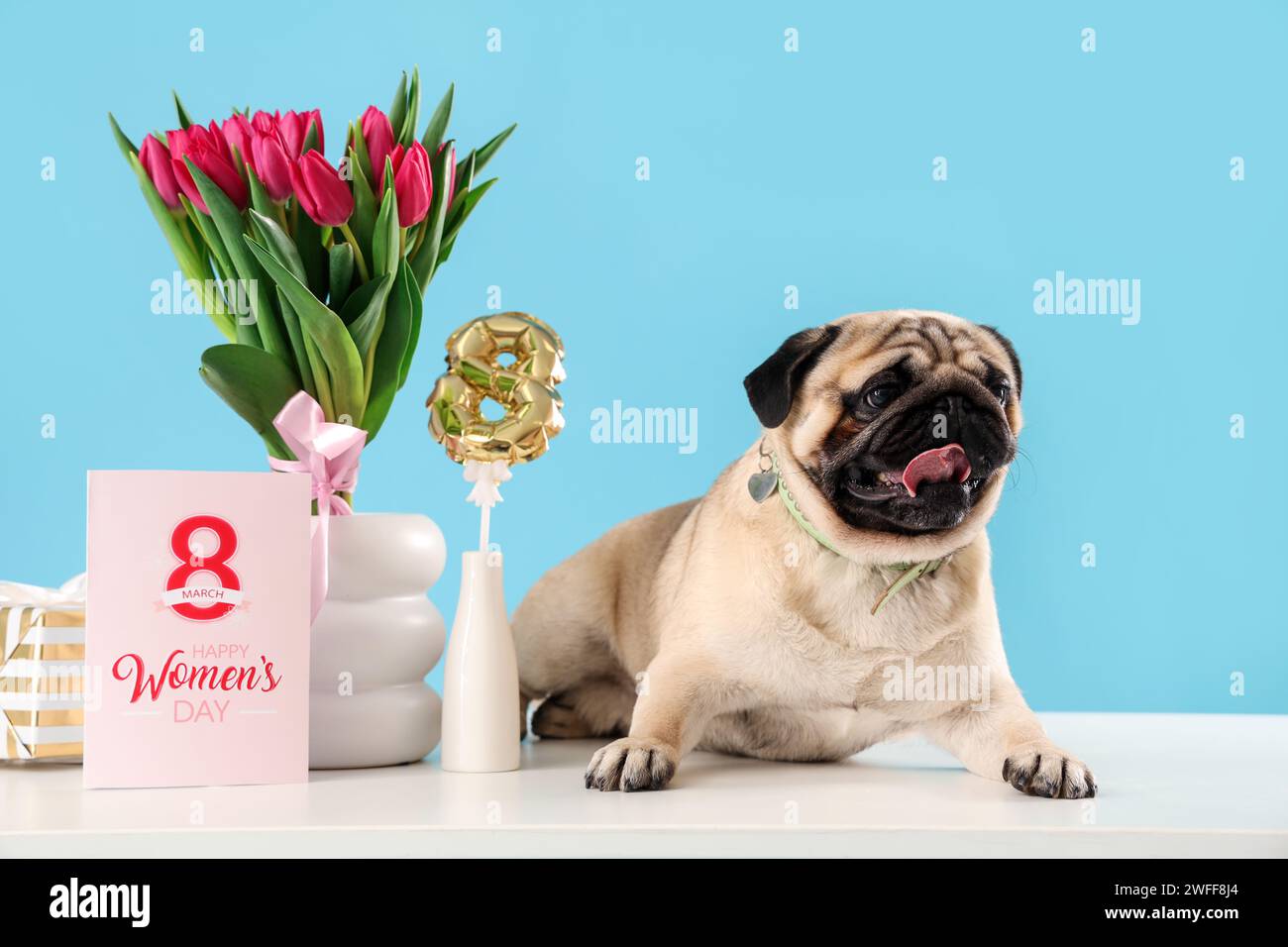 Cute pug dog with tulips, greeting card and air balloon in shape of ...