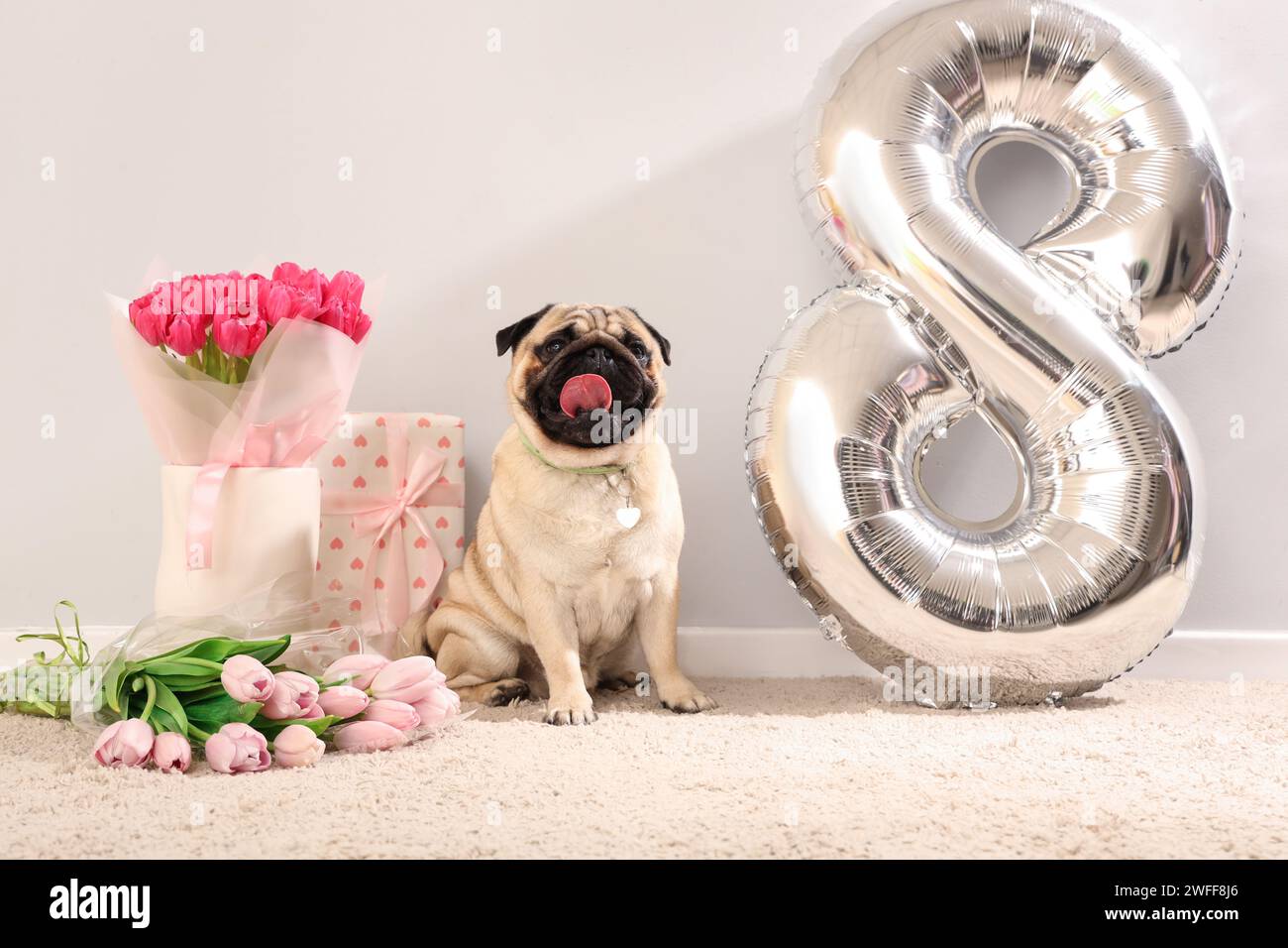 Cute pug dog with tulips, gift box and air balloon in shape of figure 8 ...