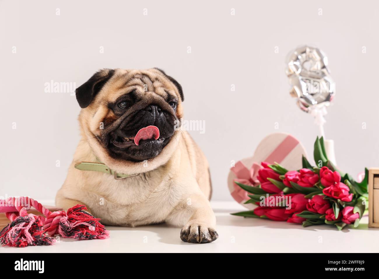 Cute pug dog with toys and tulips on white background. International ...