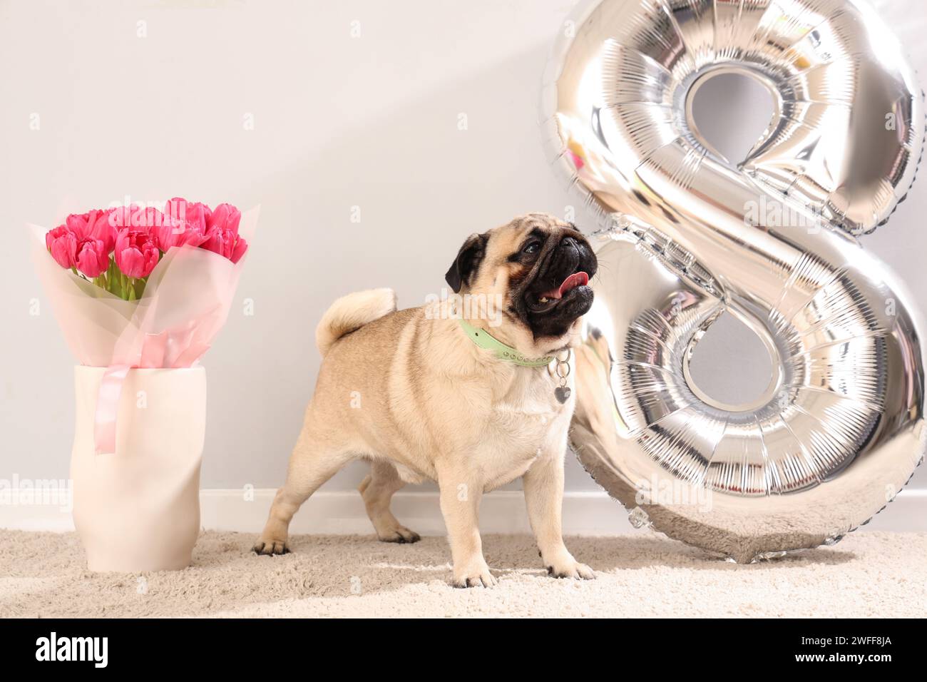 Cute pug dog with bouquet of tulips and air balloon in shape of figure ...