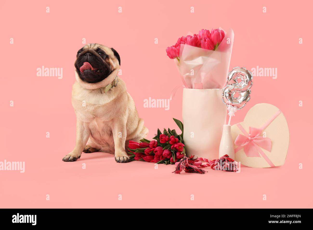 Cute pug dog with tulips, heart-shaped gift box and air balloon in ...