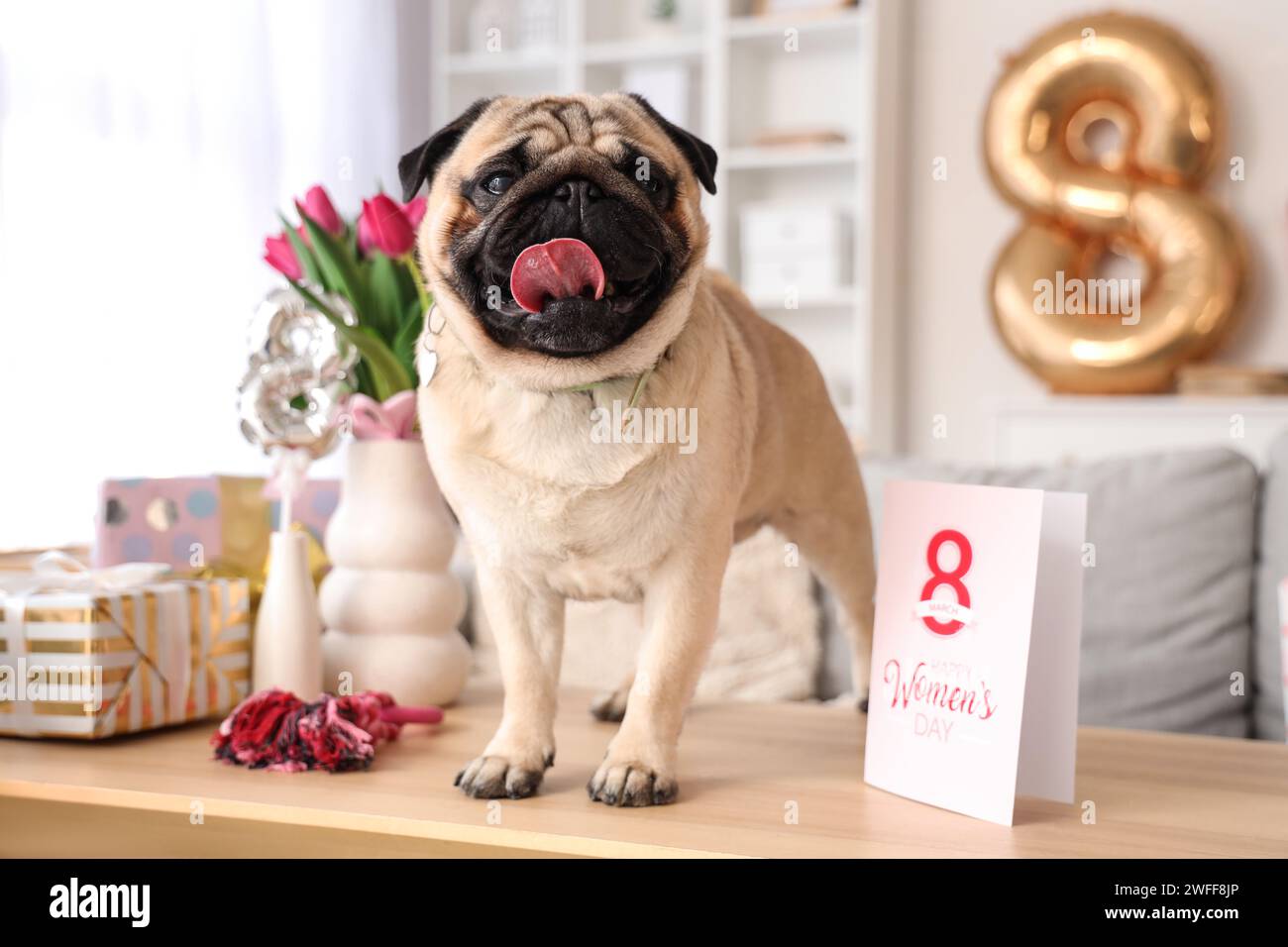 Cute pug dog with greeting card at home. International Women's Day ...