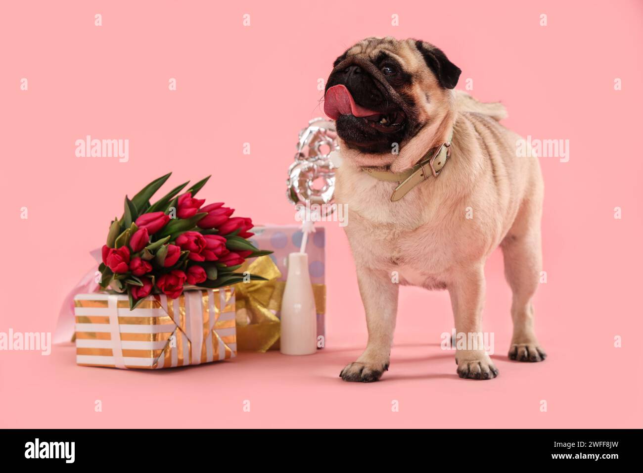 Cute pug dog with tulips and gift boxes on pink background ...