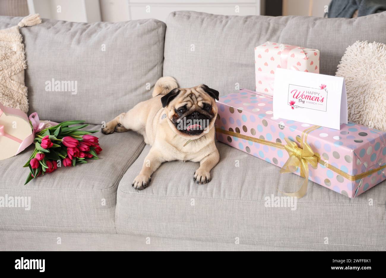 Cute pug dog with tulips, greeting card and gift boxes at home ...