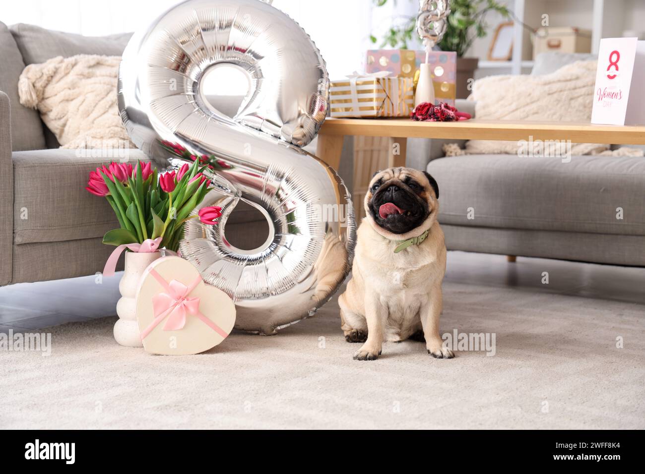 Cute pug dog with tulips, gift boxes and air balloons in shape of ...