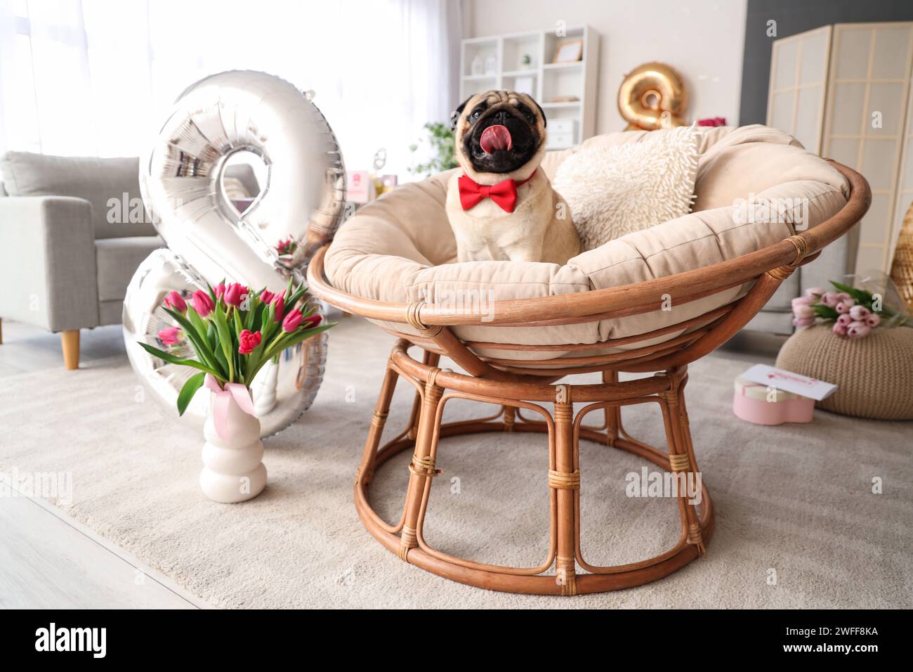 Cute pug dog with tulips and air balloon in shape of figure 8 at home ...