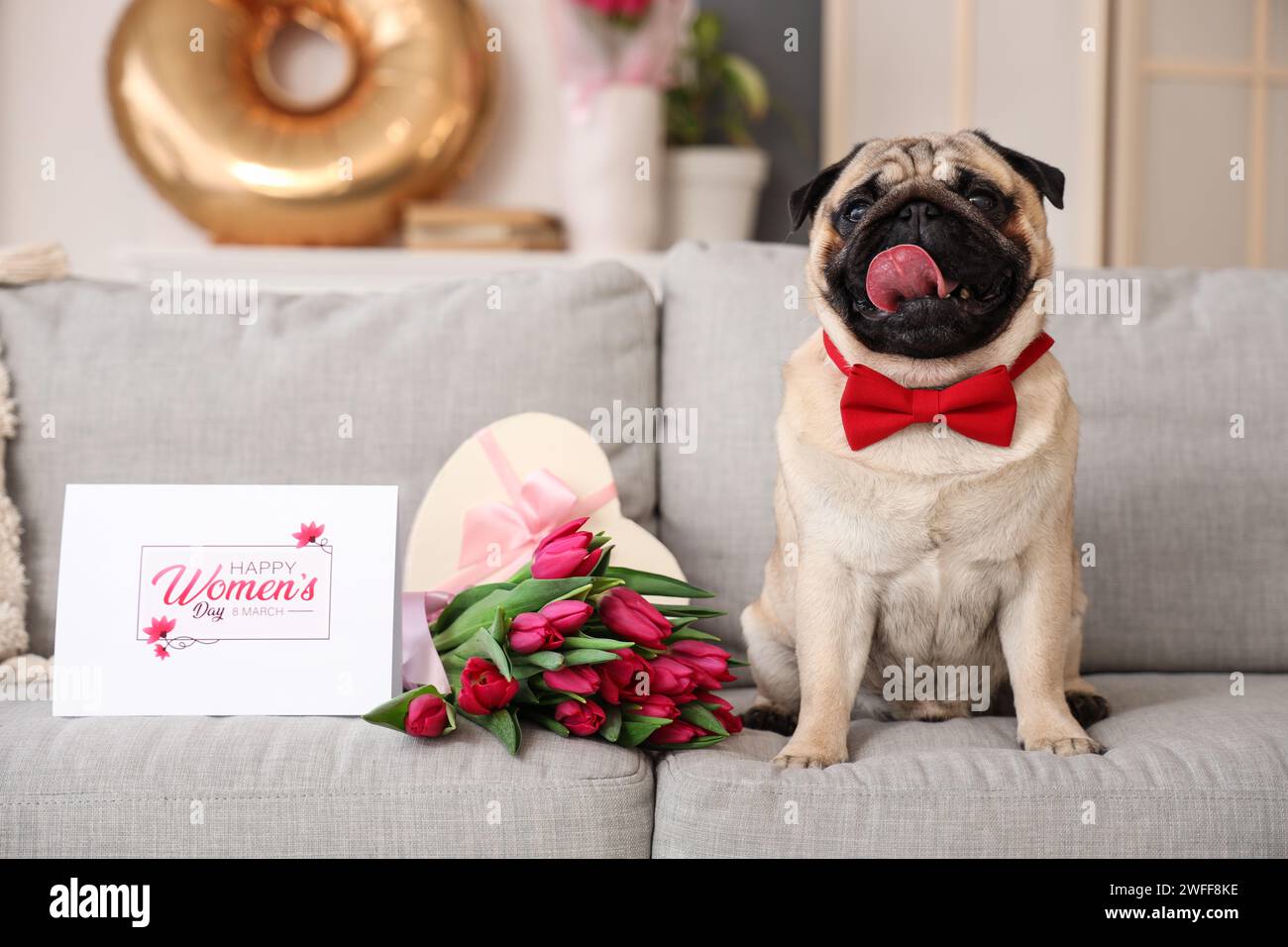 Cute pug dog with tulips, heart-shaped gift box and greeting card at ...