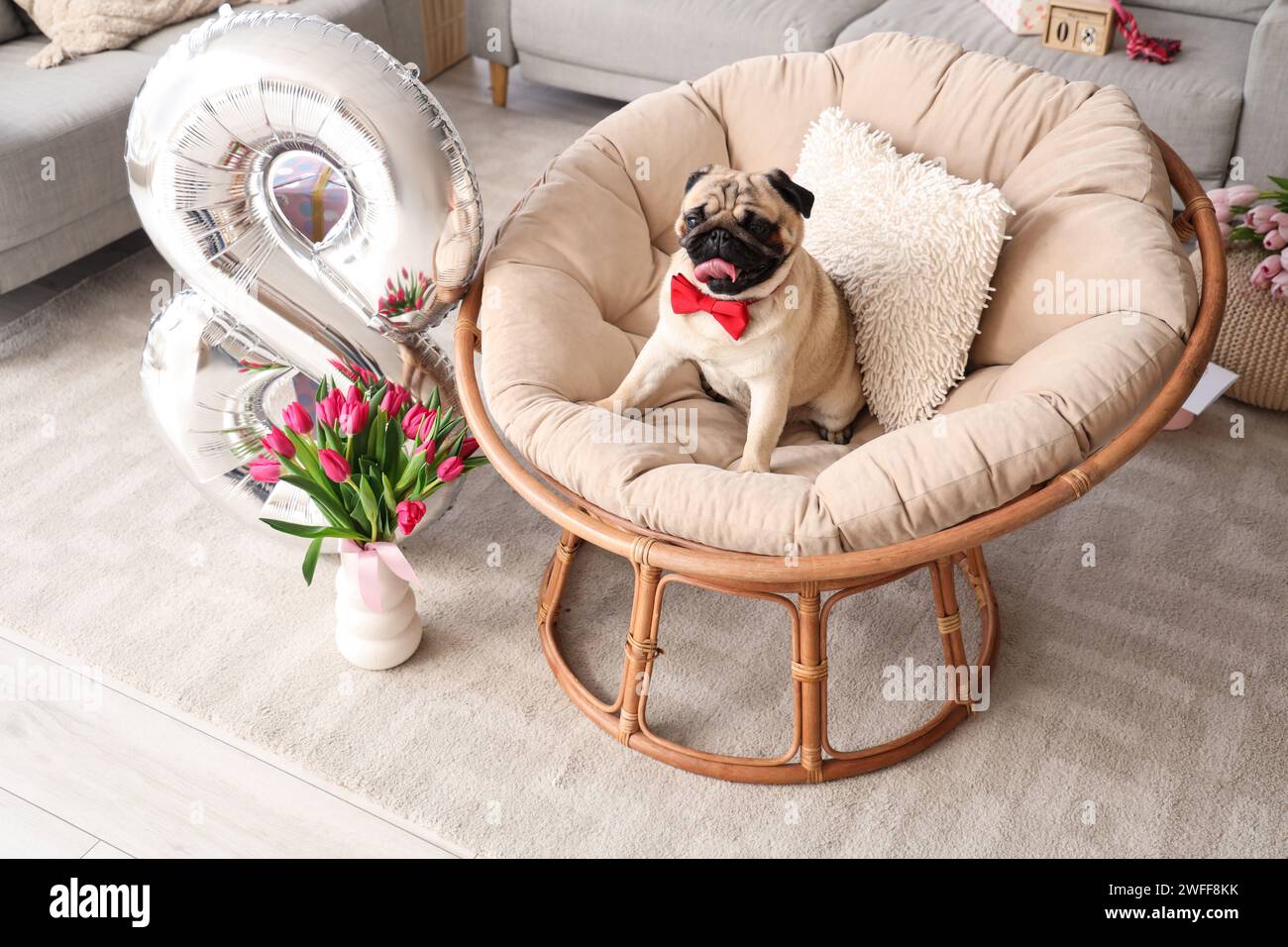 Cute pug dog with tulips and air balloon in shape of figure 8 at home ...