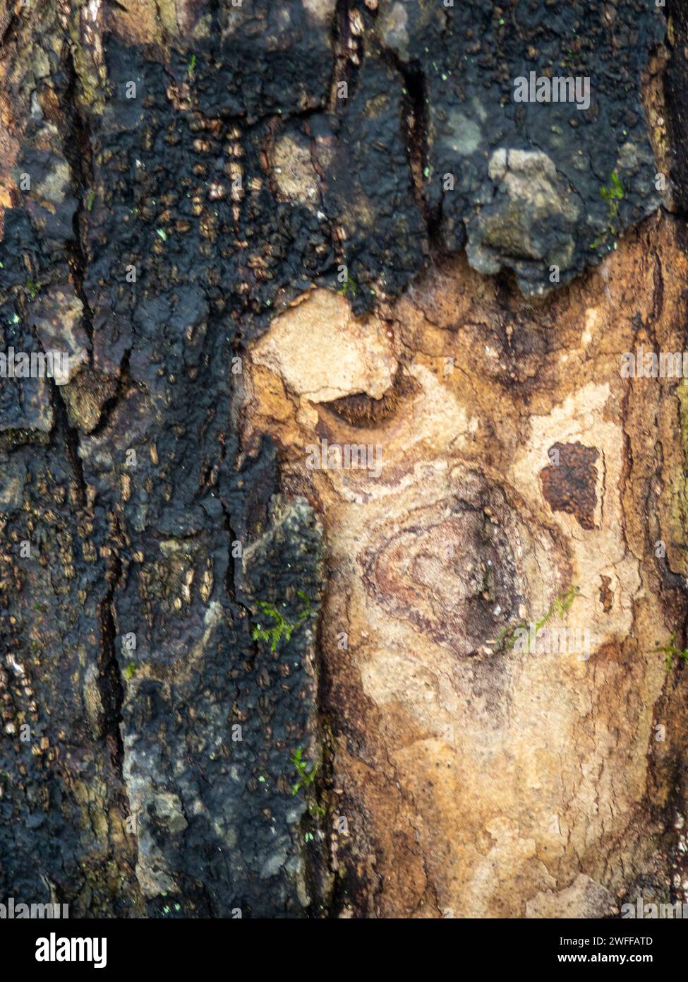 Background from wet tree bark. Dark bark. Uneven natural background ...