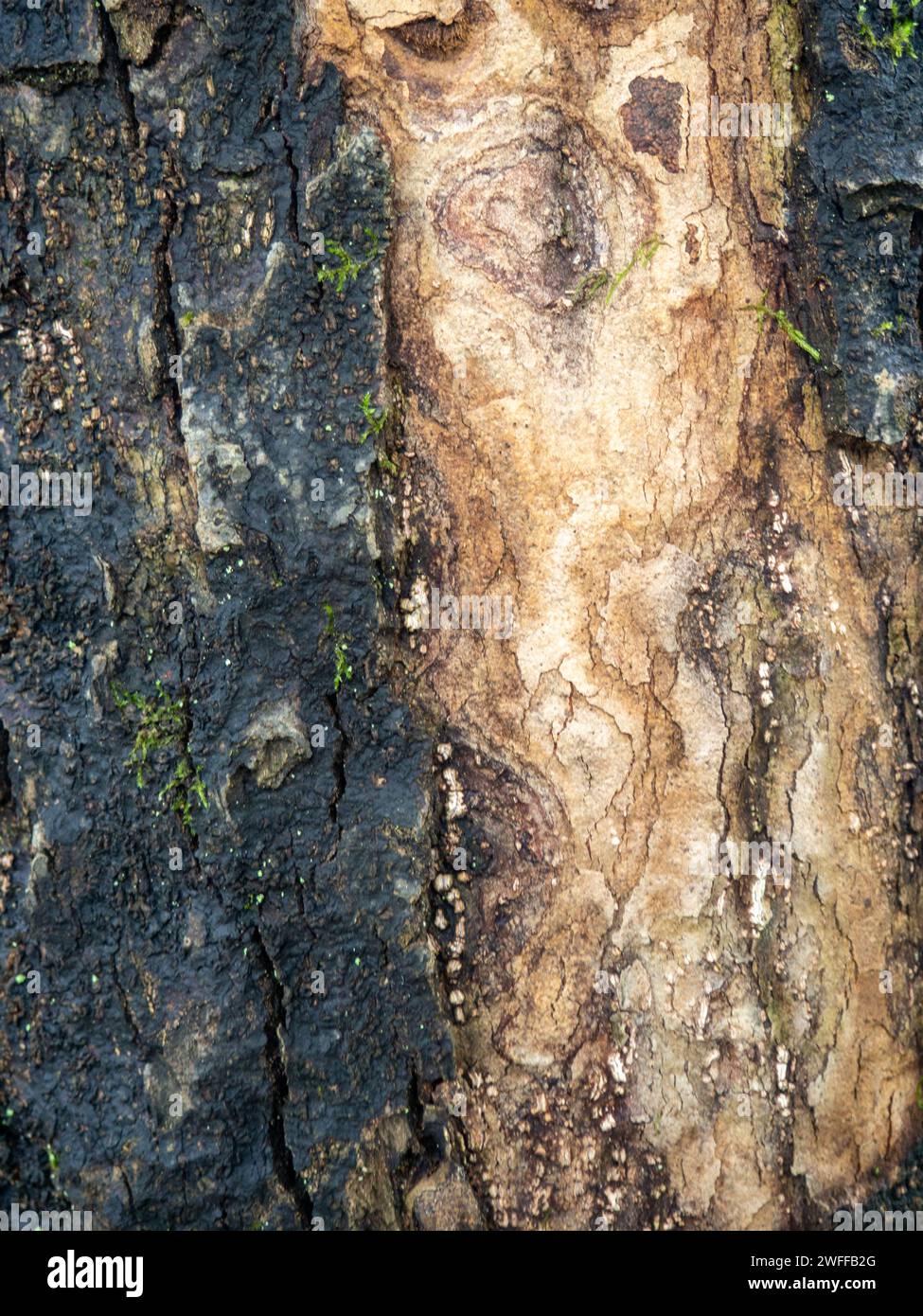 Background from wet tree bark. Dark bark. Uneven natural background ...