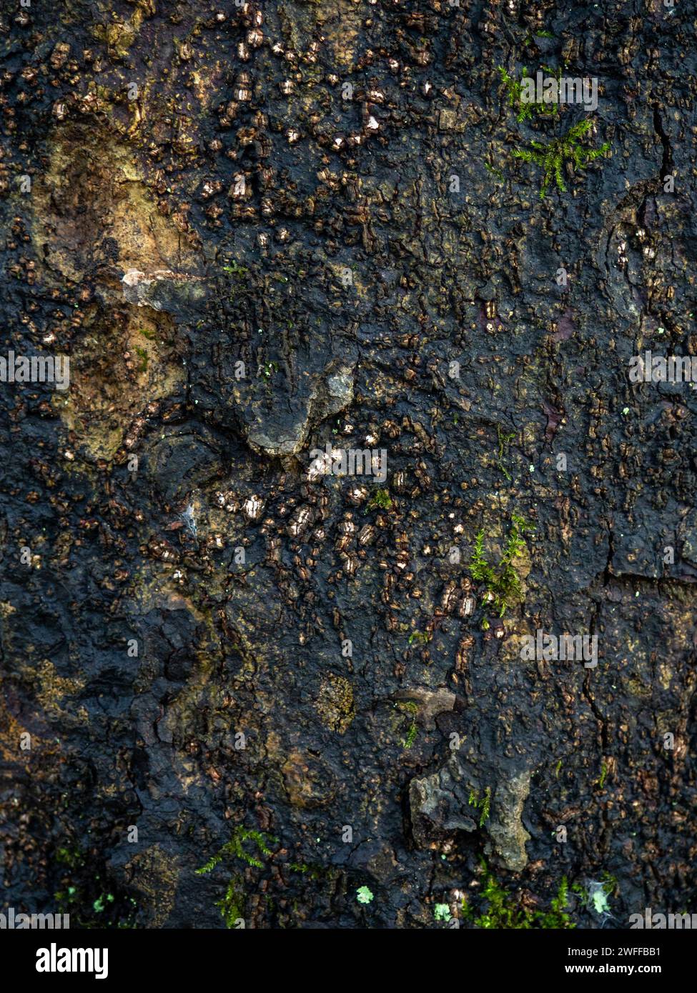 Background from wet tree bark. Dark bark. Uneven natural background ...