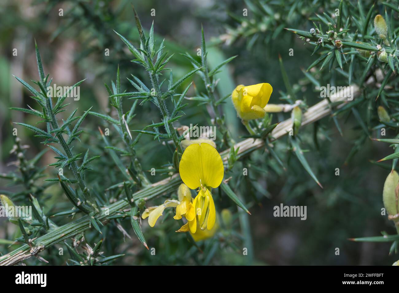 Botanical flower common gorse ulex europaeus hi-res stock photography ...