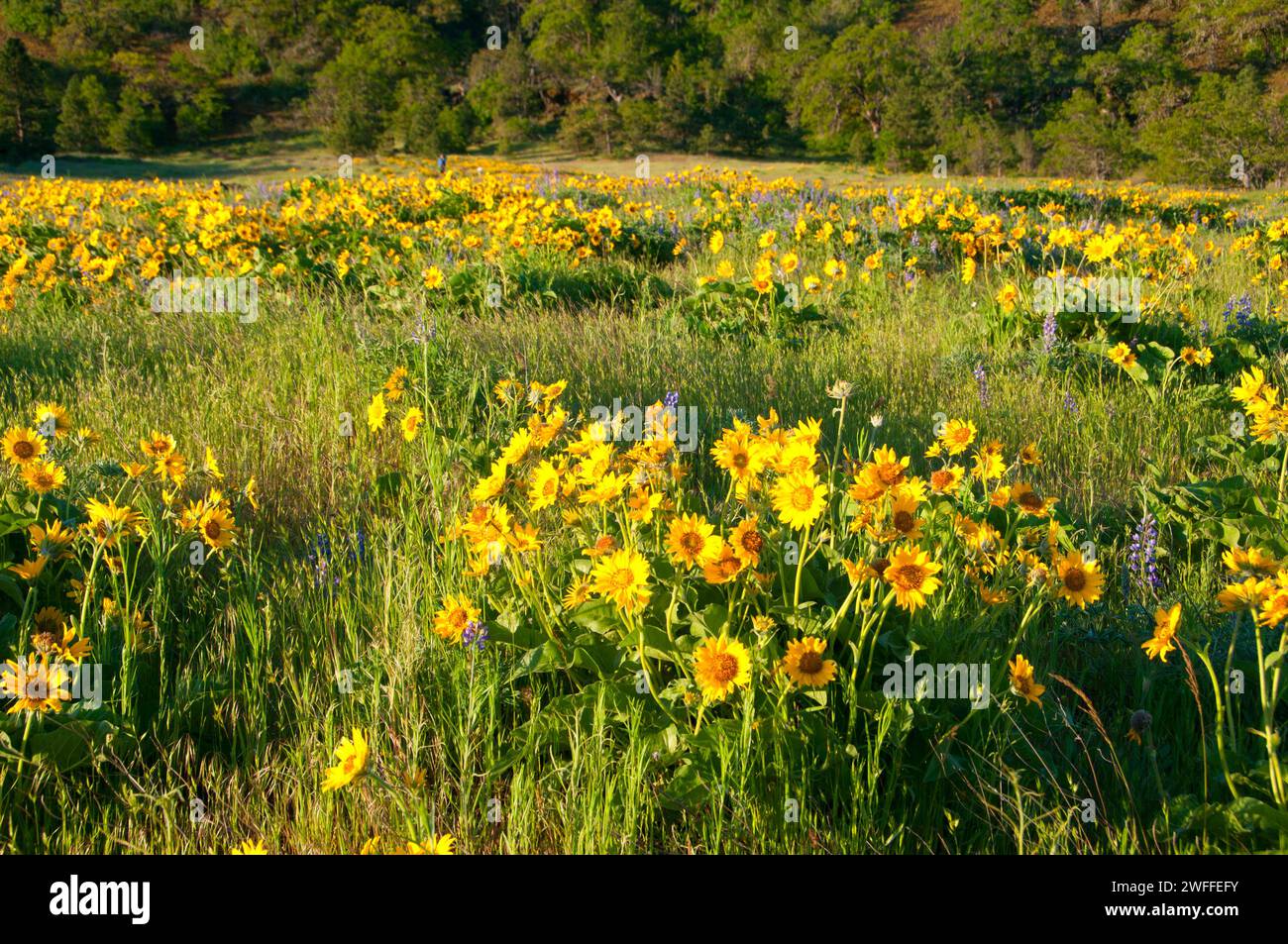 Balsamroot, Tom McCall Preserve, Columbia River Gorge National Scenic ...