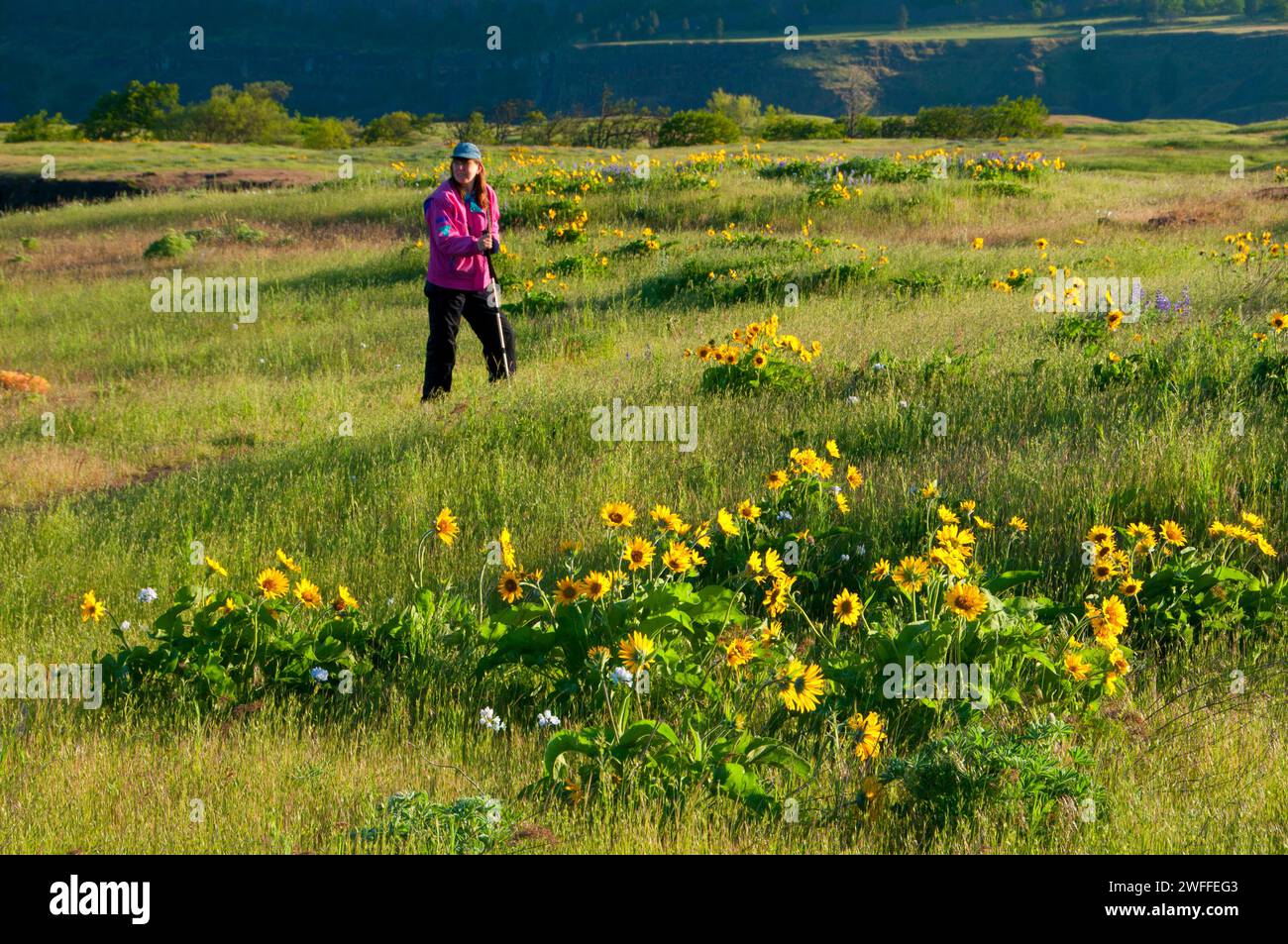 Balsamroot, Tom McCall Preserve, Columbia River Gorge National Scenic ...