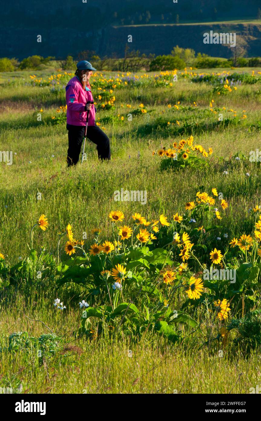 Balsamroot, Tom McCall Preserve, Columbia River Gorge National Scenic ...
