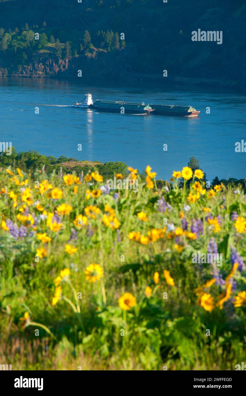Barge on Columbia River with lupine and balsamroot, Tom McCall Preserve ...