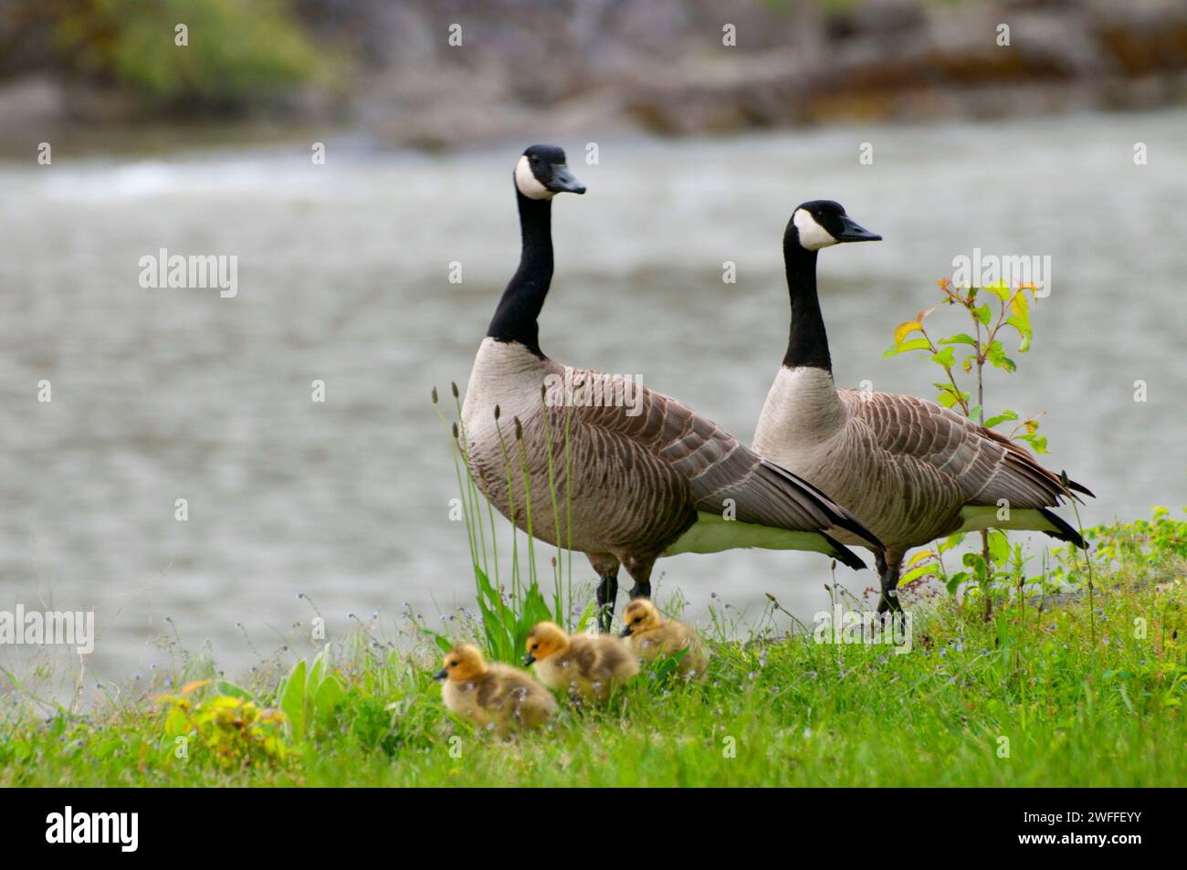Canada geese (Branta canadensis) with goslings, Cascade Locks Marine ...