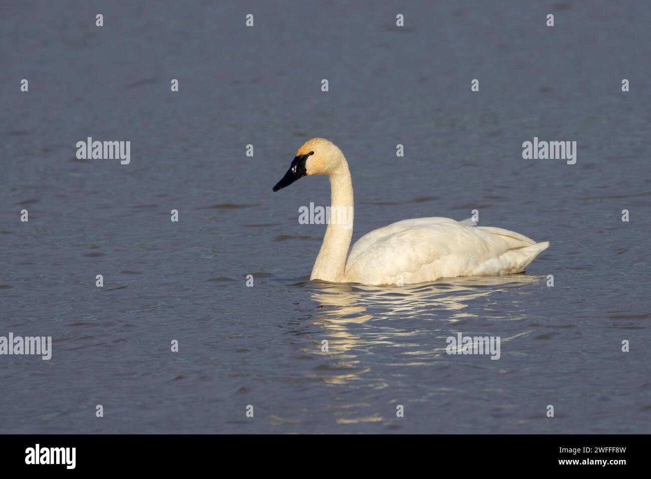 Tundra Swan (Cygnus columbianus) at McFadden Marsh, William Finley ...