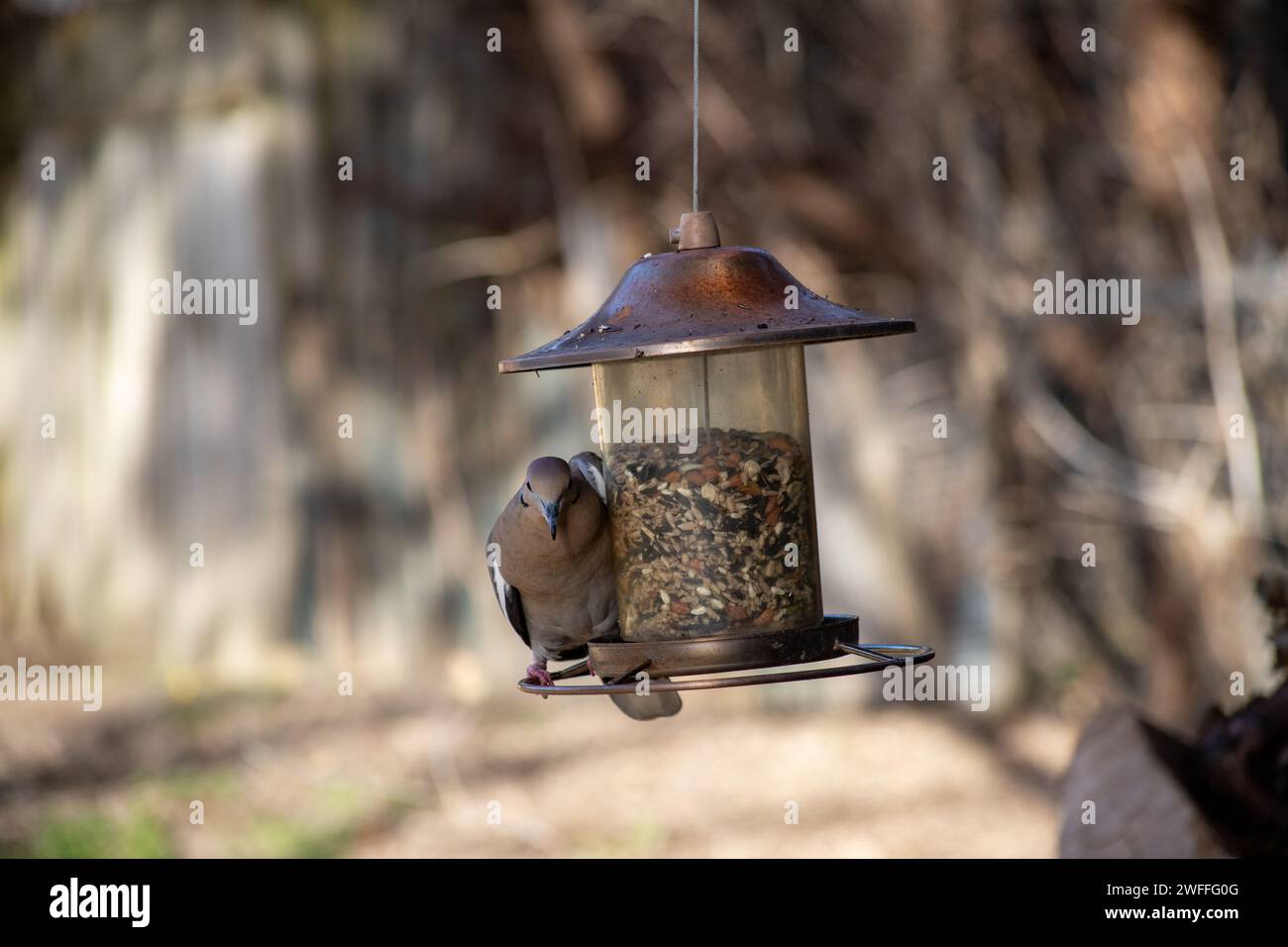 Mourning dove squeezing on to a perch on a bird feeder Stock Photo - Alamy