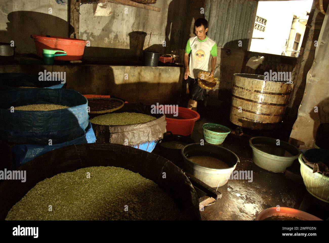 A bean sprouts farm in Jakarta, Indonesia. Mung bean sprouts are a ...