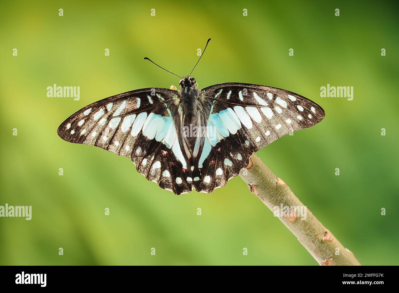Butterfly Graphium Doson is perched on a branch while flapping its ...