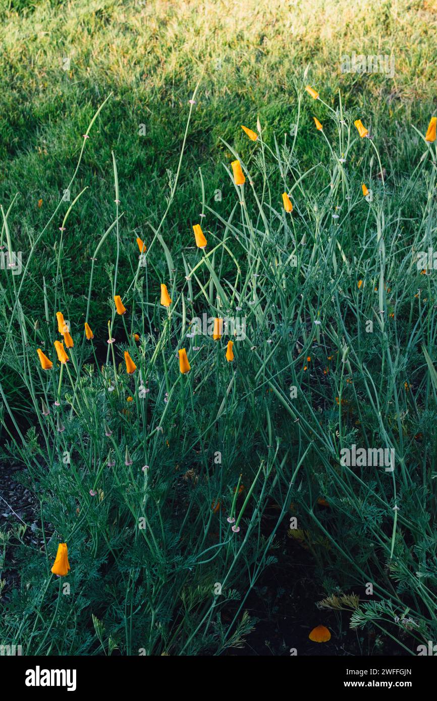 Orange california poppy hi-res stock photography and images - Alamy