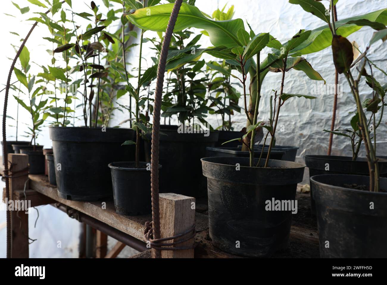 Many green potted plants hi-res stock photography and images - Alamy