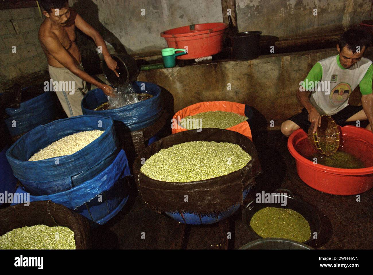 A bean sprouts farm in Jakarta, Indonesia. Mung bean sprouts are a ...