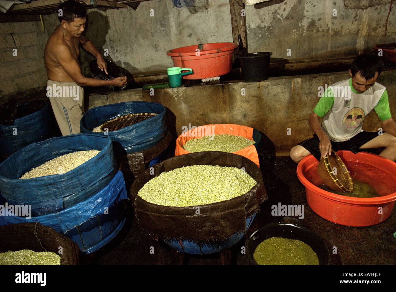 A bean sprouts farm in Jakarta, Indonesia. Mung bean sprouts are a culinary vegetable that ...