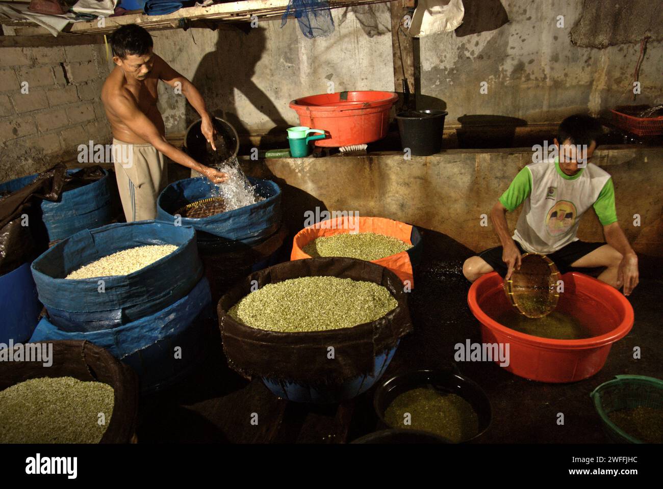 A bean sprouts farm in Jakarta, Indonesia. Mung bean sprouts are a ...