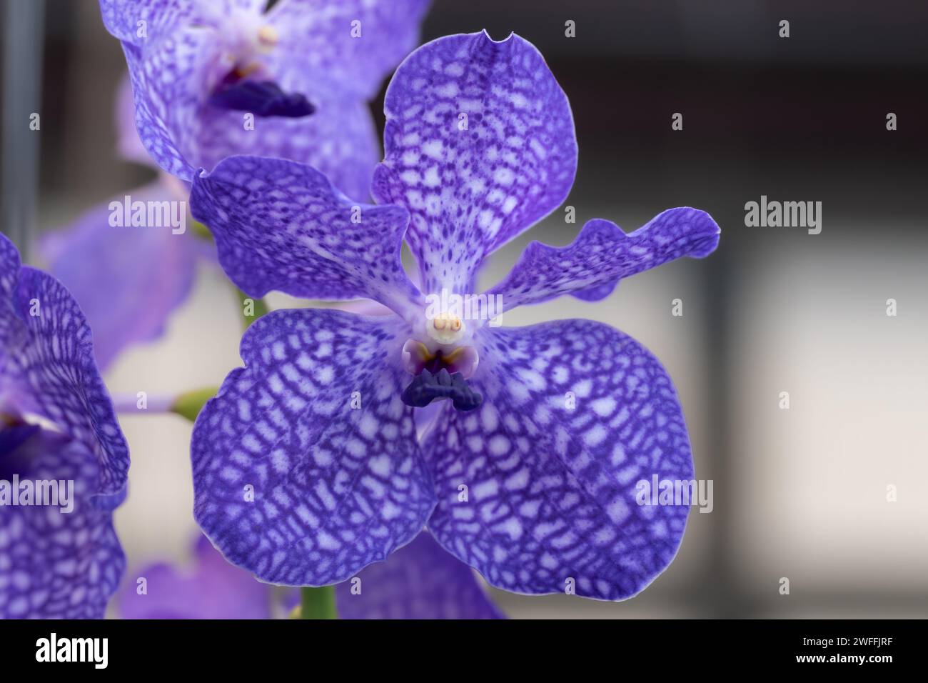 Purple exotic flowers hi-res stock photography and images - Alamy