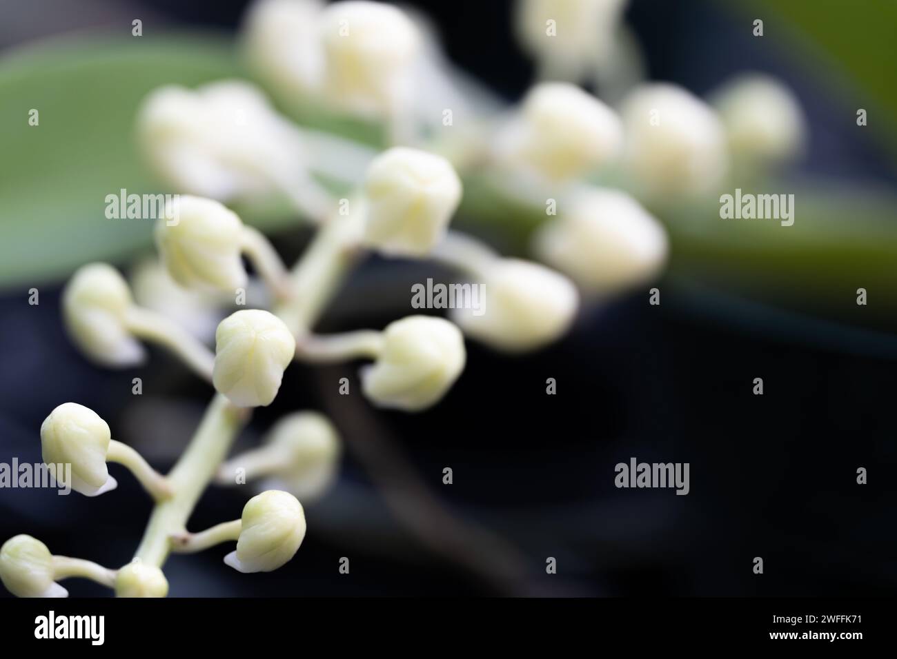 Buds are budding hi-res stock photography and images - Alamy