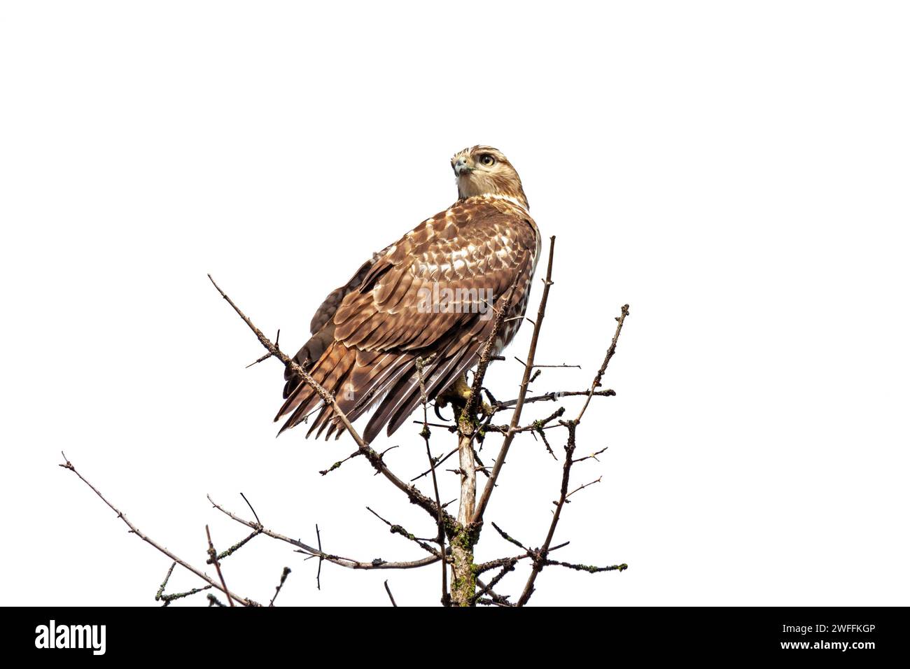 Red tailed hawk perched hi-res stock photography and images - Alamy