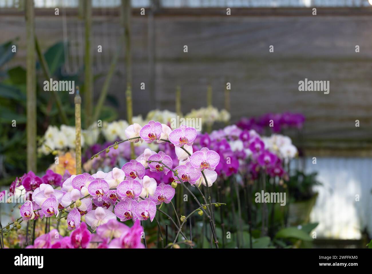Pink and green orchids hi-res stock photography and images - Alamy