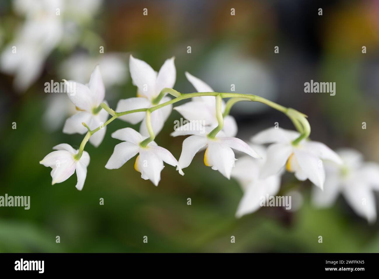 Strand of Small White and yellow Orchids Stock Photo - Alamy
