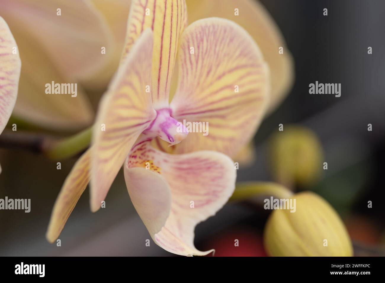 Orchids house plant hi-res stock photography and images - Alamy