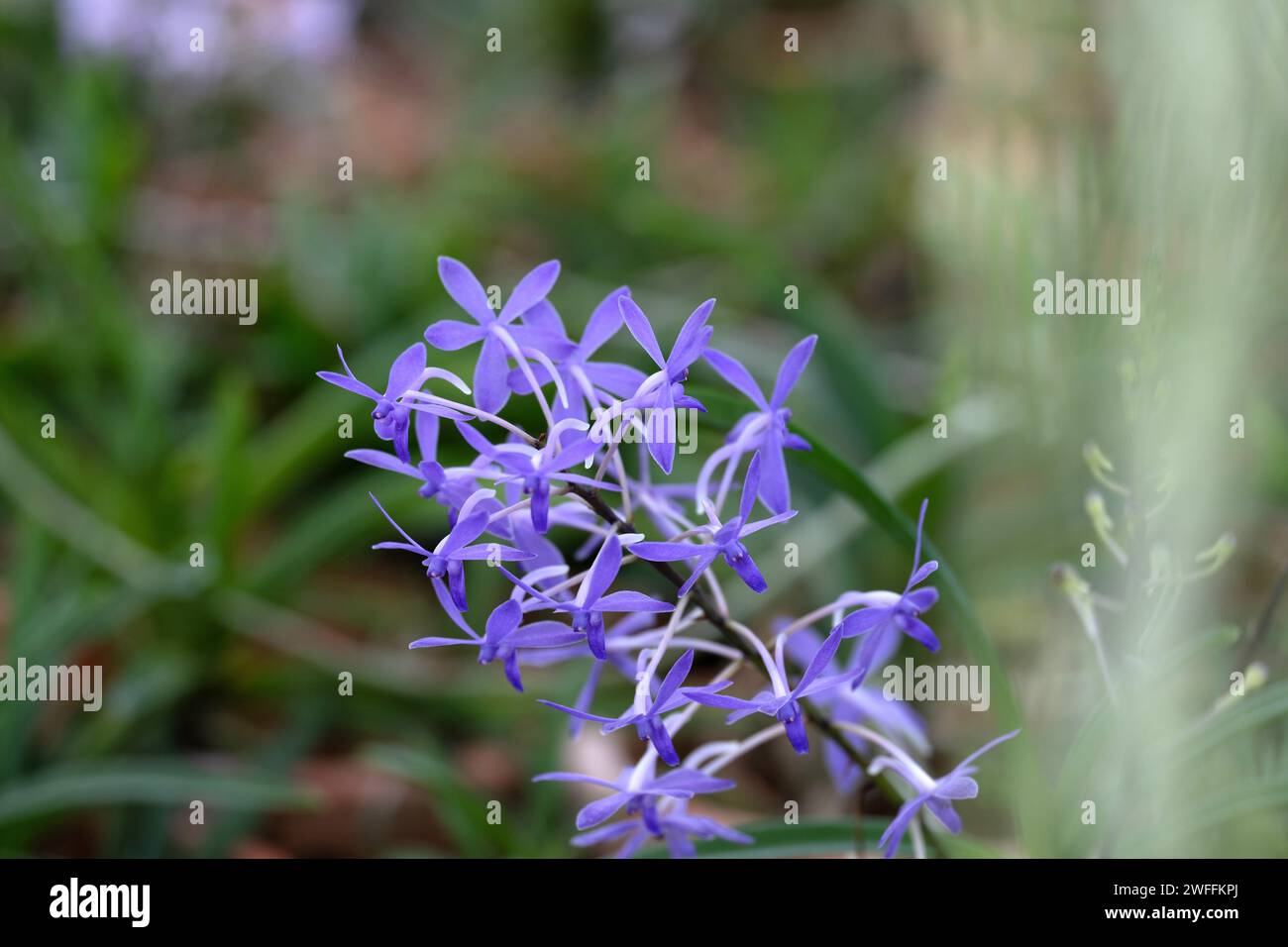 Purple orchids bloom hi-res stock photography and images - Alamy