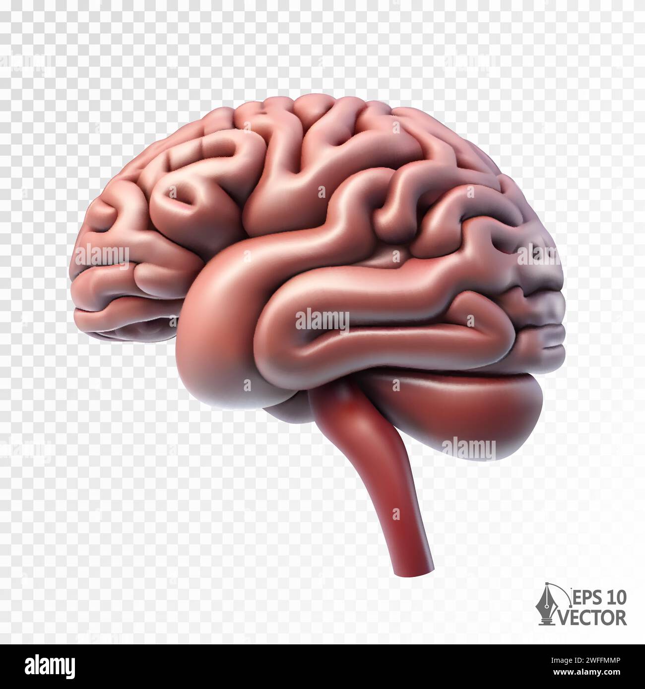 Brainstem vector vectors Stock Vector Images - Alamy