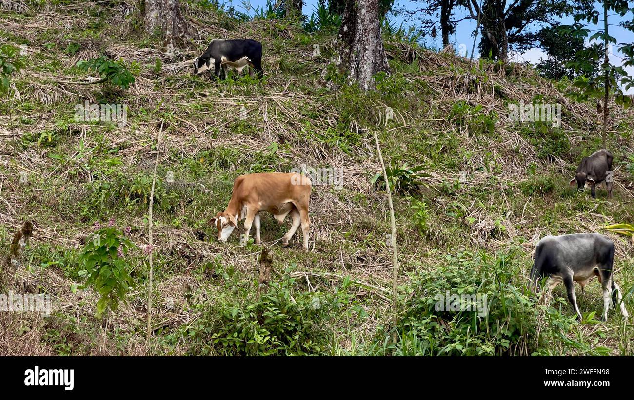 Cows grazing on the pasture in the mountains and forests in Para ...