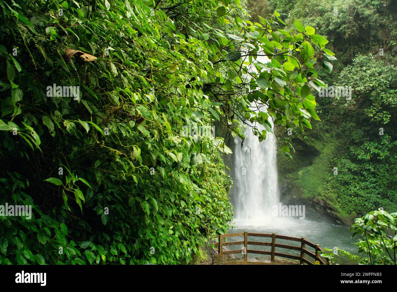 River with white stream, rainy day, green vegetation in national park ...