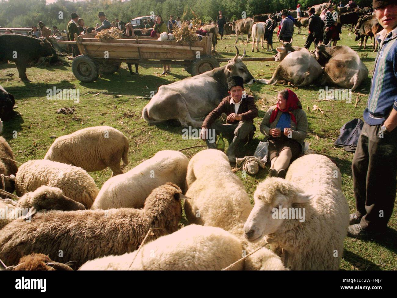 Peasants selling farm animals at a country fair in Vrancea County ...