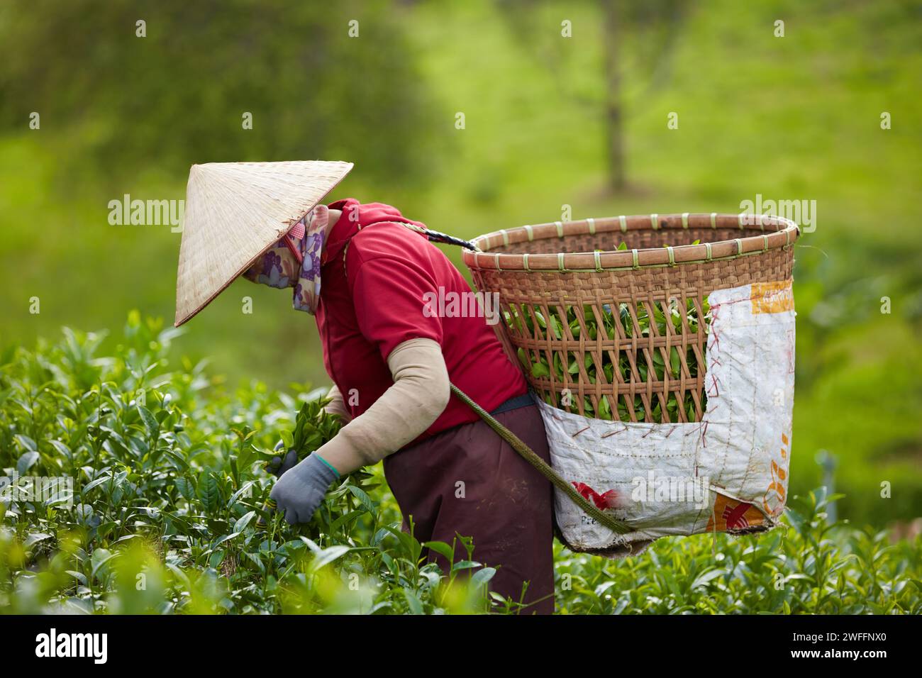A female farmer is carrying on her shoulders a bamboo basket to contain ...