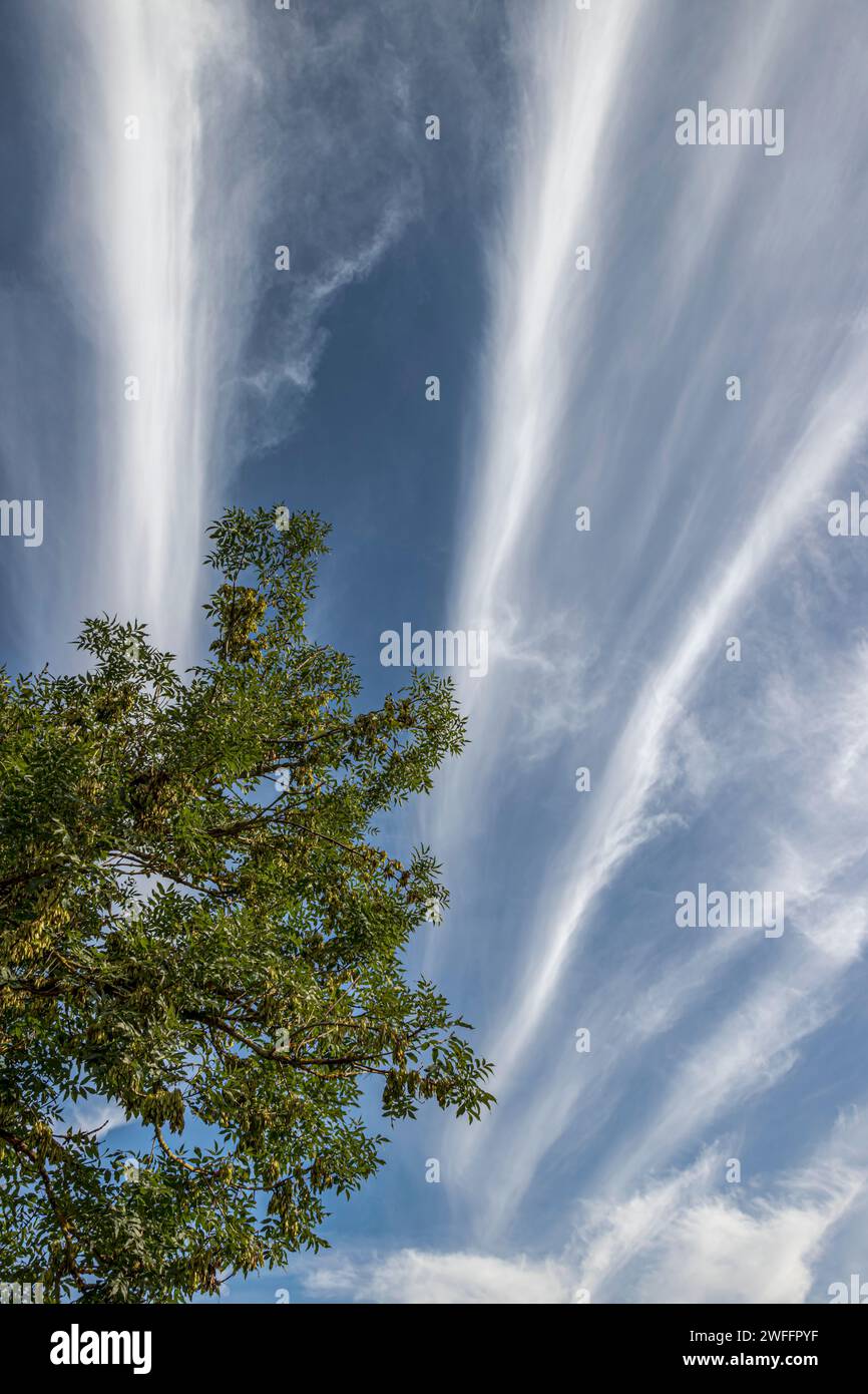 European ash tree (Fraxinus excelsior Stock Photo - Alamy