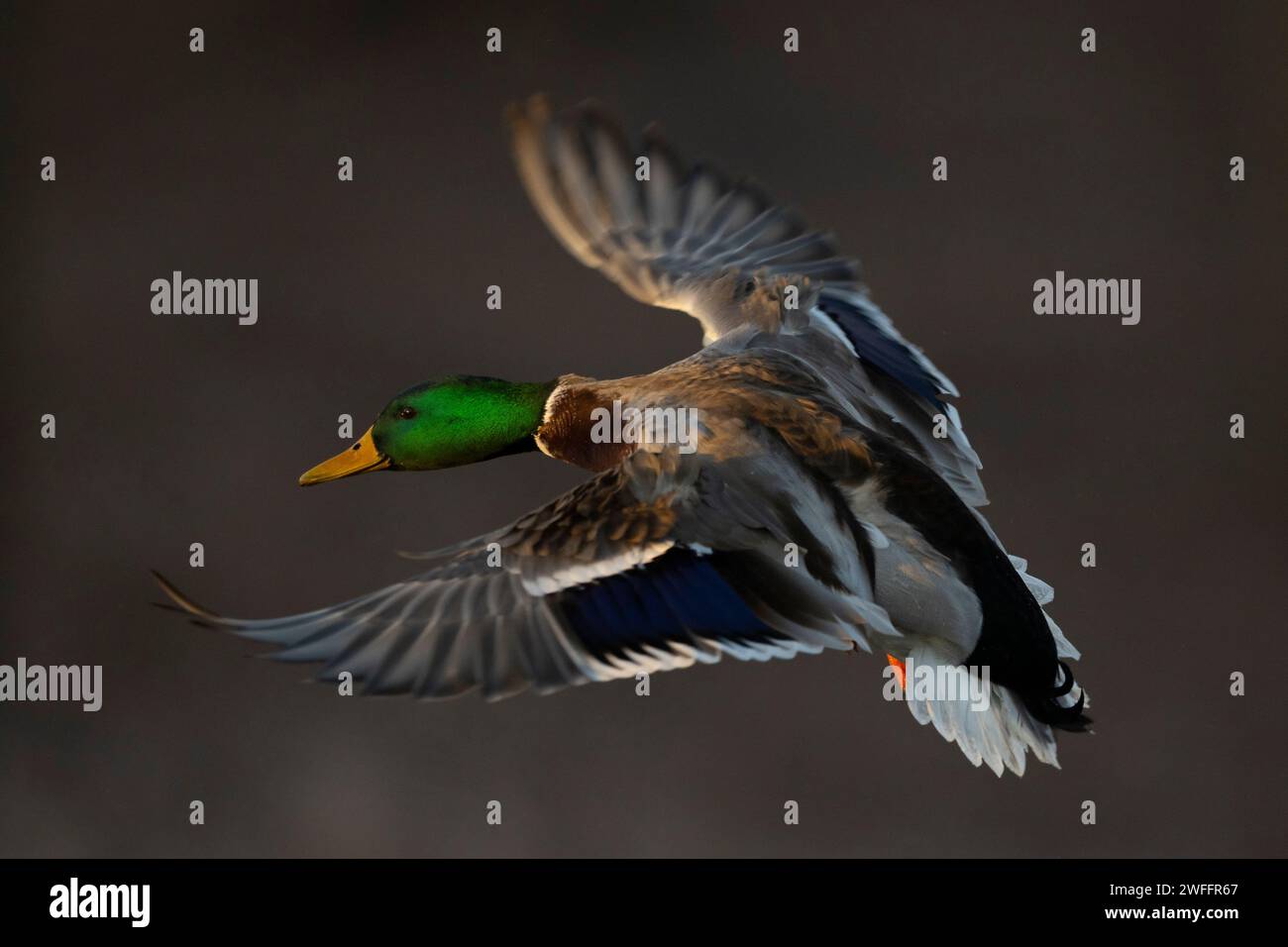 Duck hunting flooded timber hi-res stock photography and images - Alamy