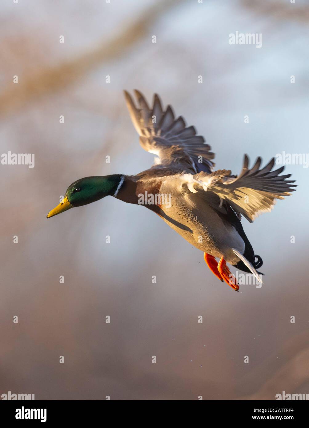 Duck hunting flooded timber hi-res stock photography and images - Alamy