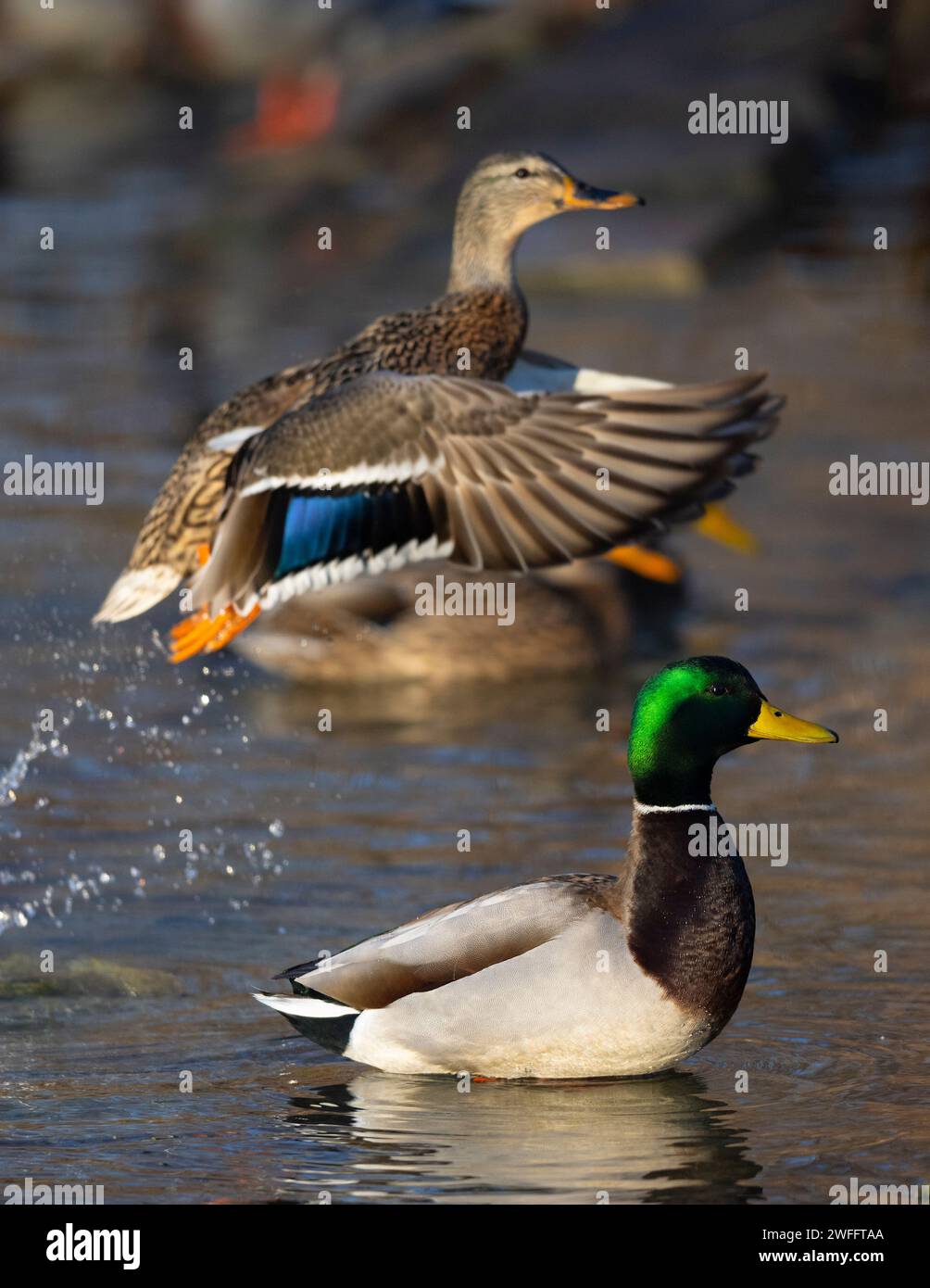 Flooded timber duck hunt hi-res stock photography and images - Alamy