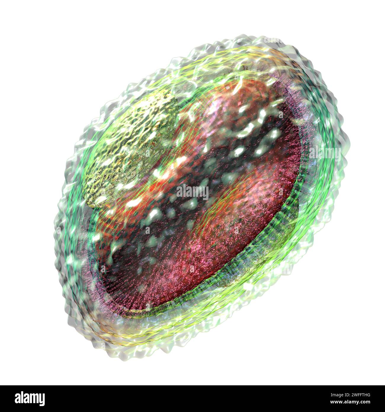 Pox virus particle, illustration Stock Photo - Alamy