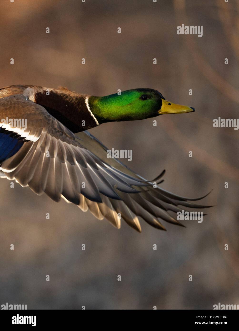 Duck hunting flooded timber hi-res stock photography and images - Alamy
