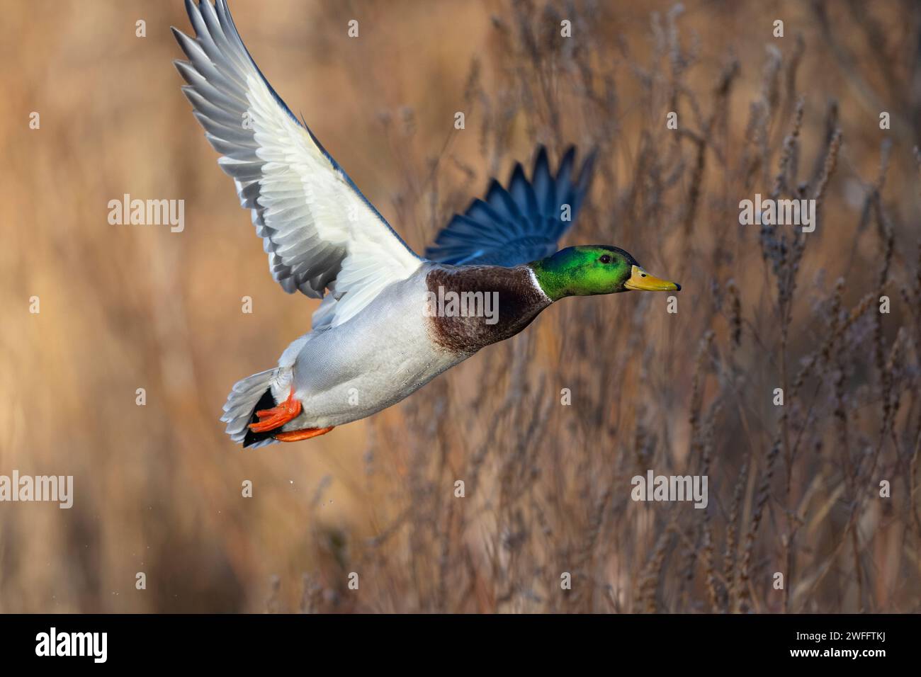 Flooded timber duck hunt hi-res stock photography and images - Alamy